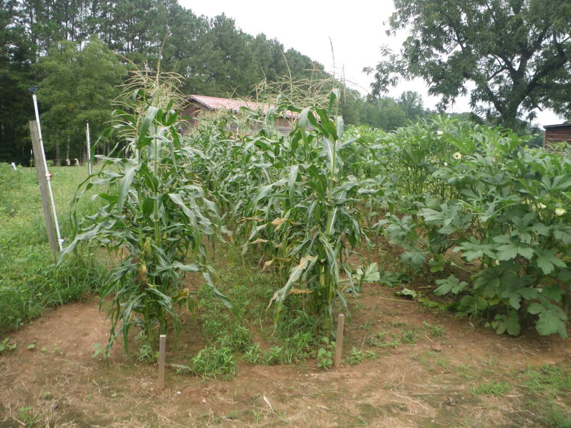 Solve Corn (sweet white silver queen corn) jigsaw puzzle online with 20 ...