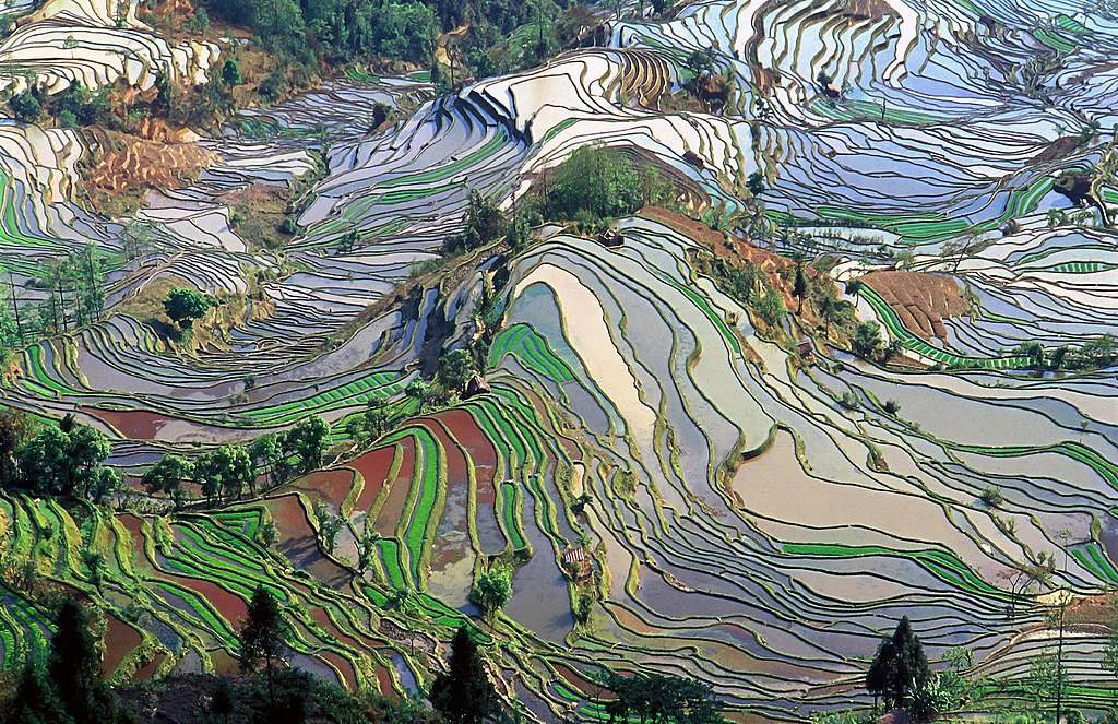 Solve Terraced rice fields Yumman Province China jigsaw puzzle online ...