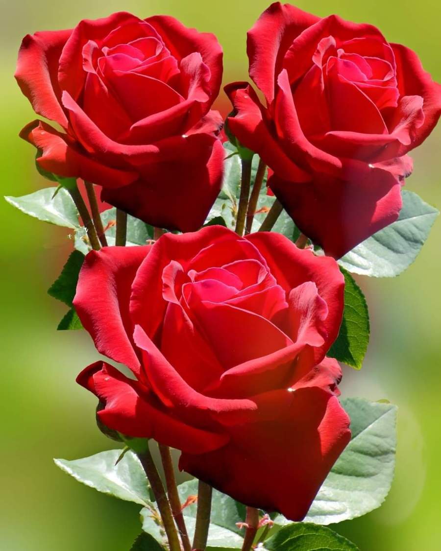 Solve Rudé růže jigsaw puzzle online with 48 pieces
