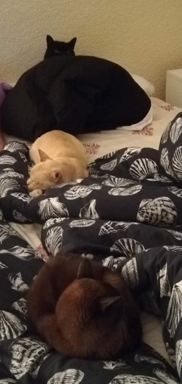 Solve Guy Alfie Rambo 2019 jigsaw puzzle online with 200 pieces