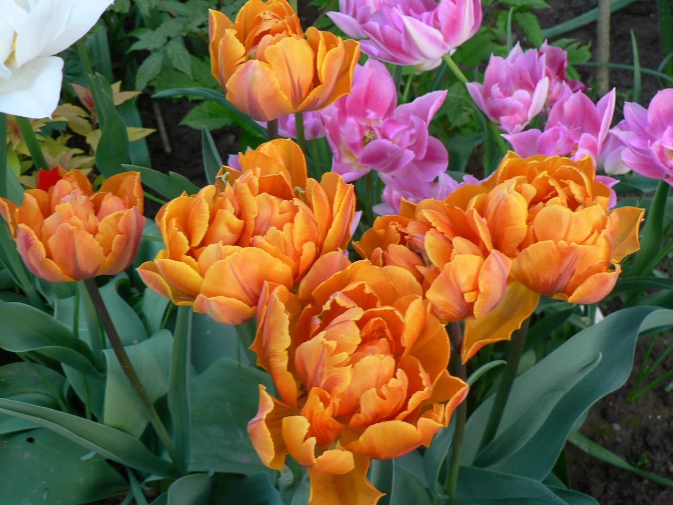 Solve Tulipány jigsaw puzzle online with 35 pieces