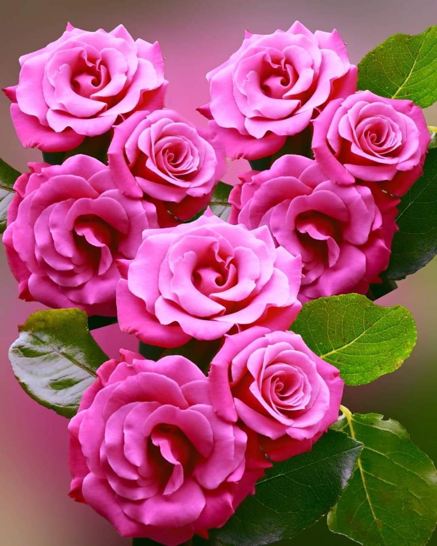 Solve Růžové růže jigsaw puzzle online with 48 pieces