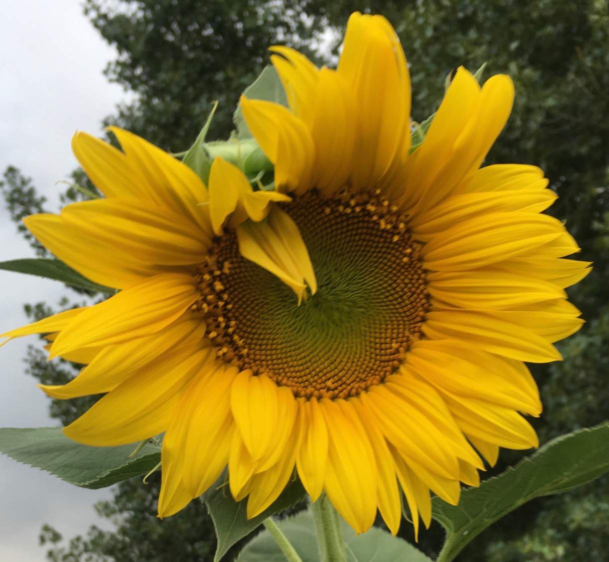 Solve Winking Sunflower jigsaw puzzle online with 72 pieces