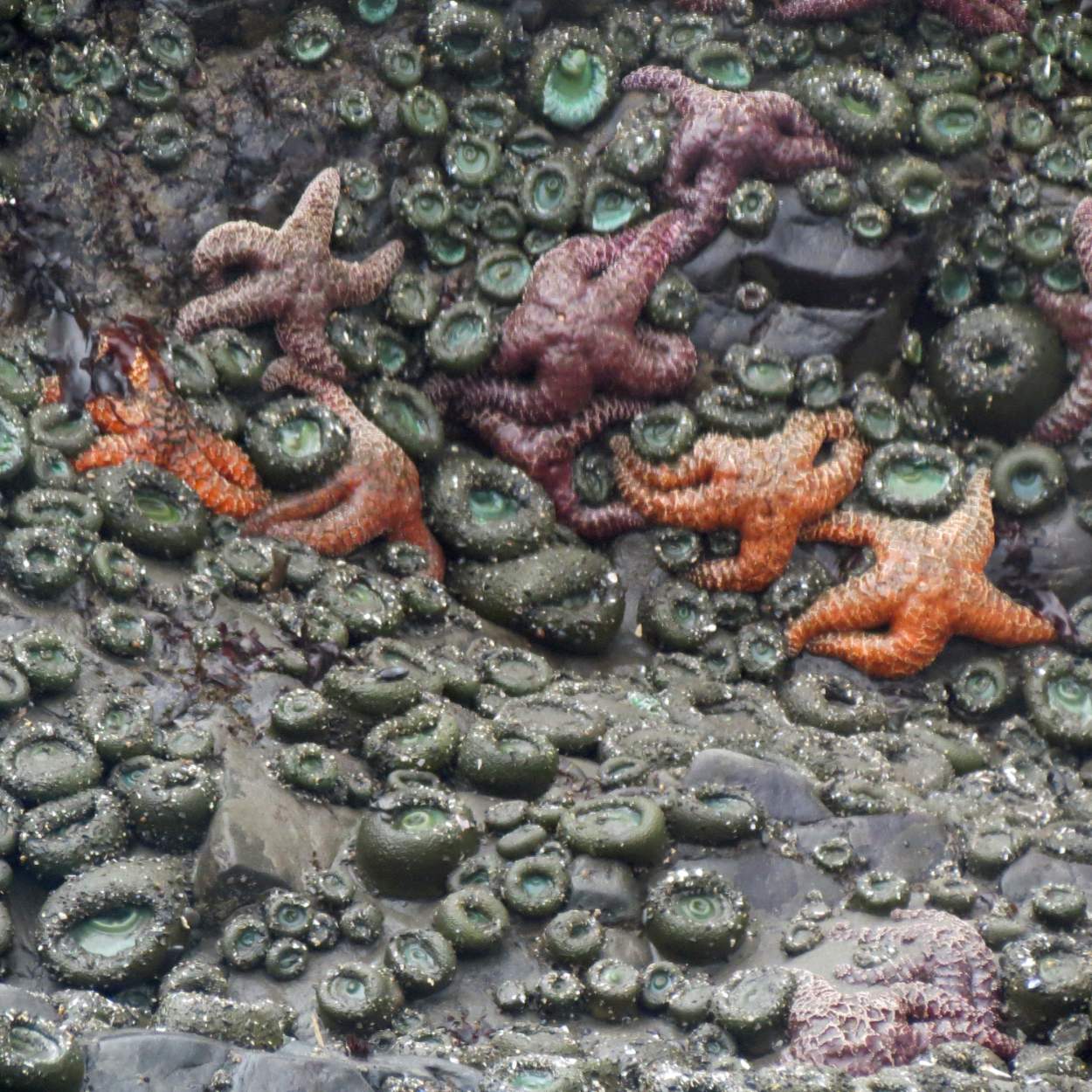 Solve Tide Pool, Oregon Coast jigsaw puzzle online with 100 pieces
