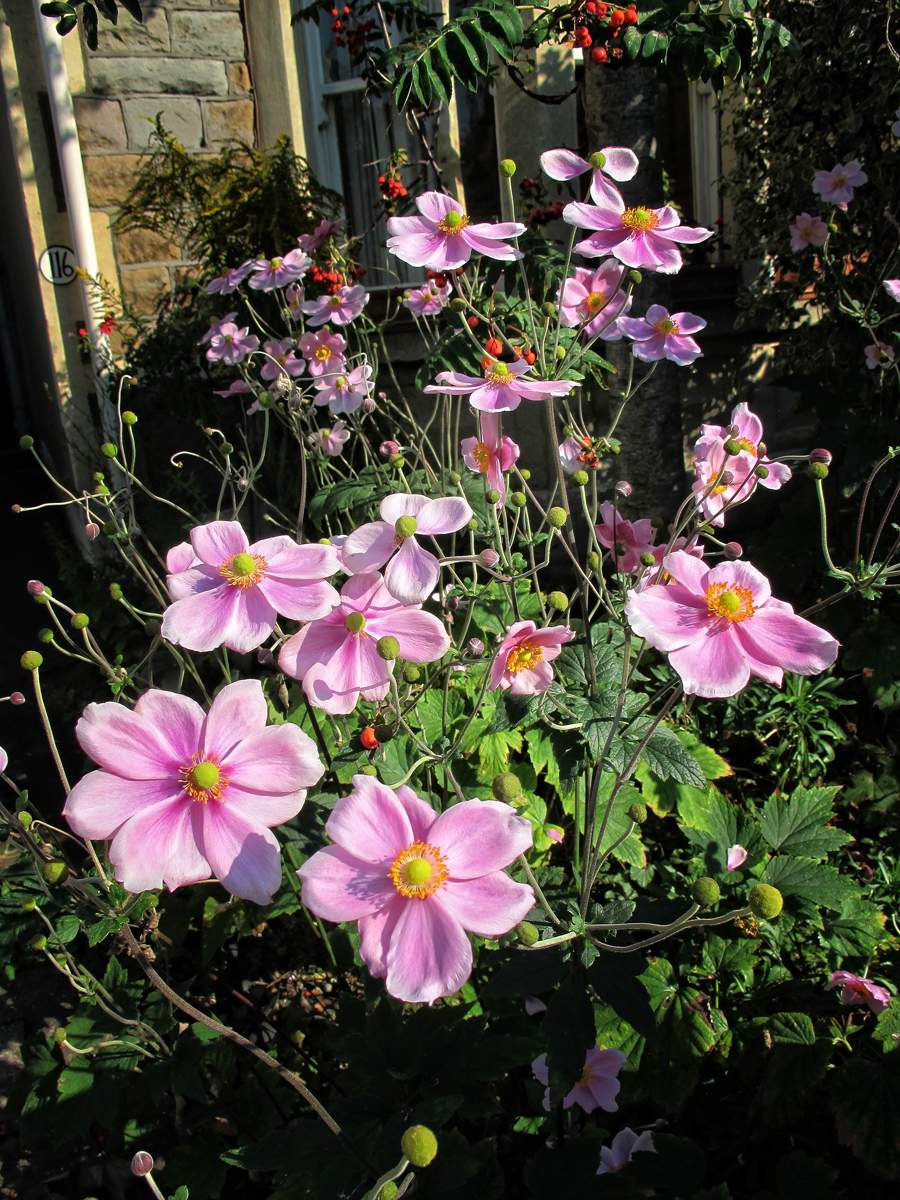 Solve Japanese anemonies jigsaw puzzle online with 99 pieces