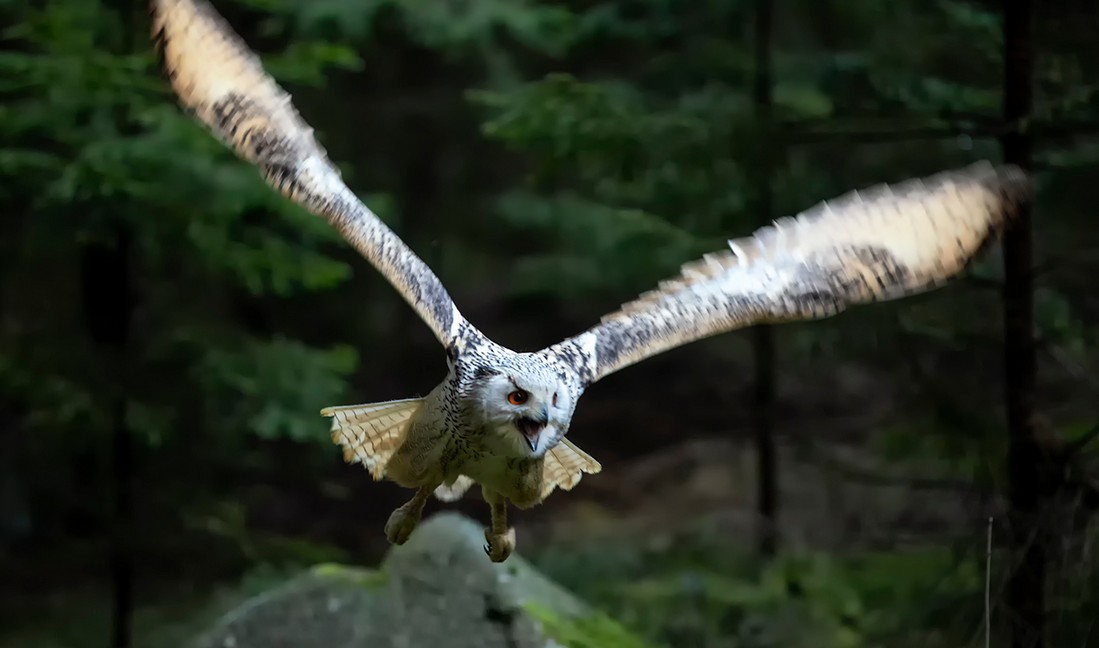 Solve Sova v letu jigsaw puzzle online with 60 pieces