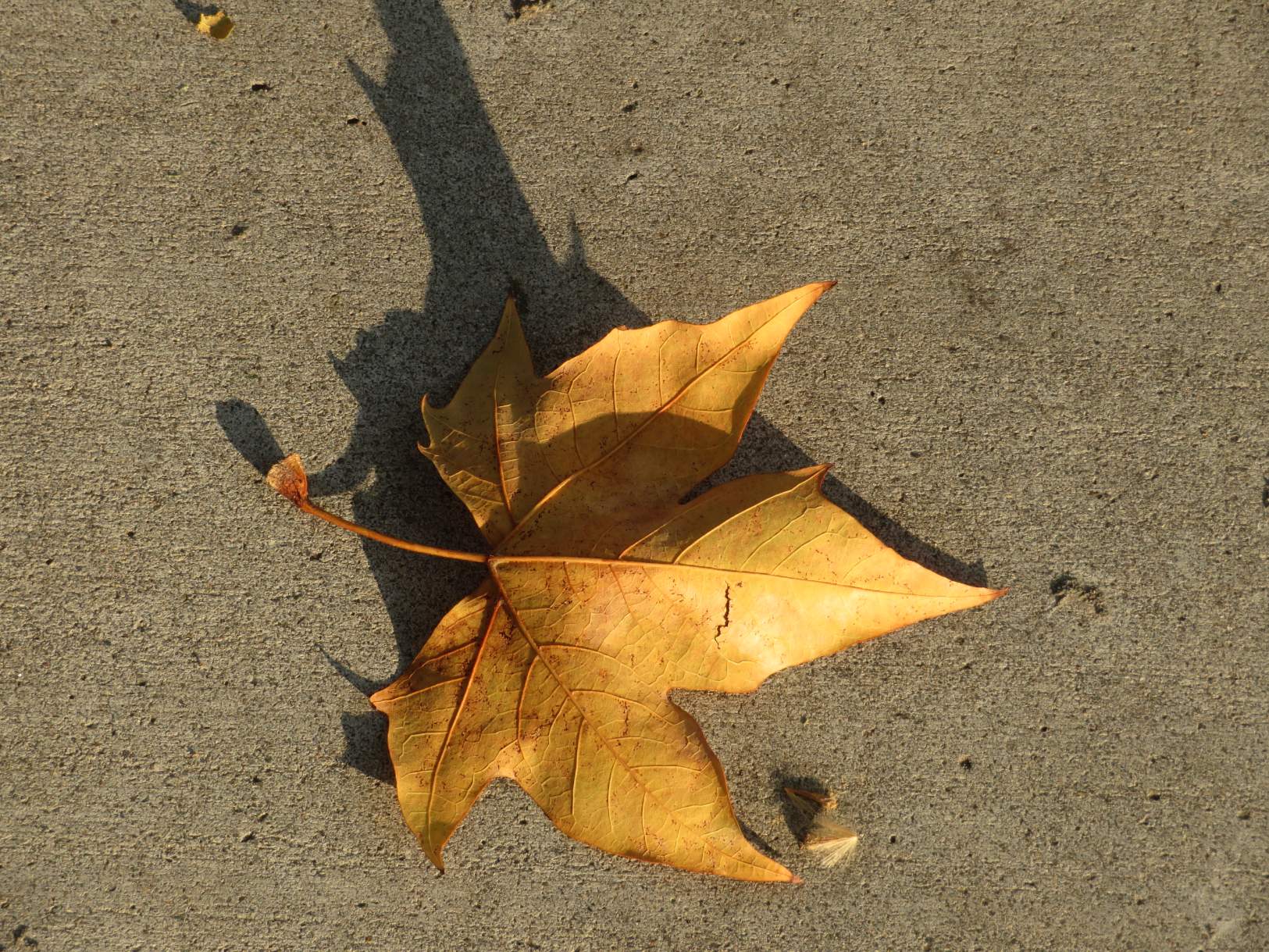 Solve Puzzler Challenger! jigsaw puzzle online with 130 pieces