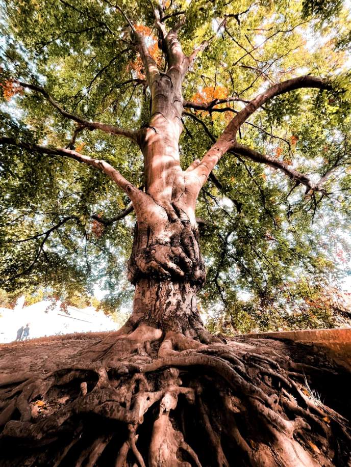 Solve Strom - Tree jigsaw puzzle online with 12 pieces