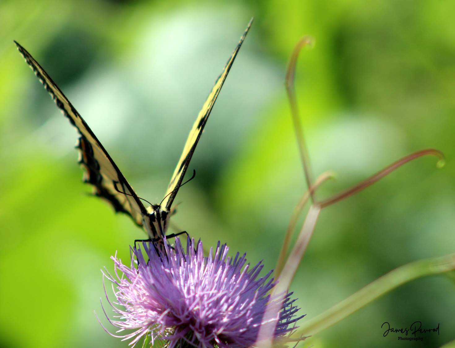 Solve butterfly time jigsaw puzzle online with 80 pieces