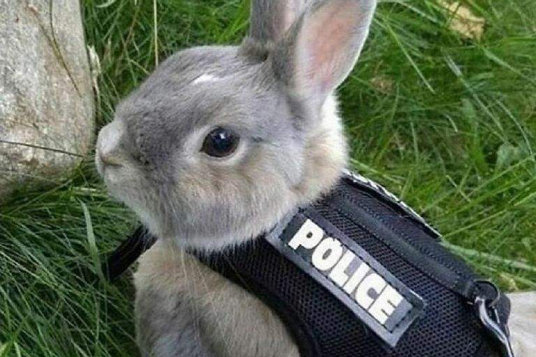 Solve A new warrior for Maria's squirrel combat team? jigsaw puzzle ...