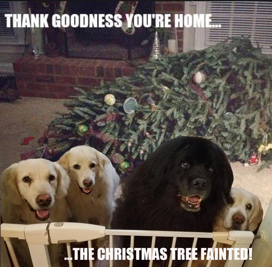 Solve The Tree Fainted--small jigsaw puzzle online with 16 pieces