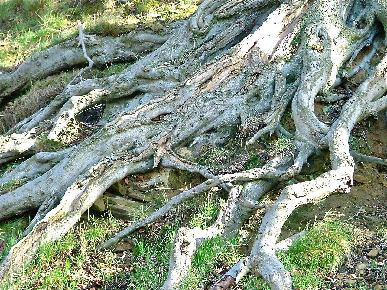 Solve Roots jigsaw puzzle online with 99 pieces