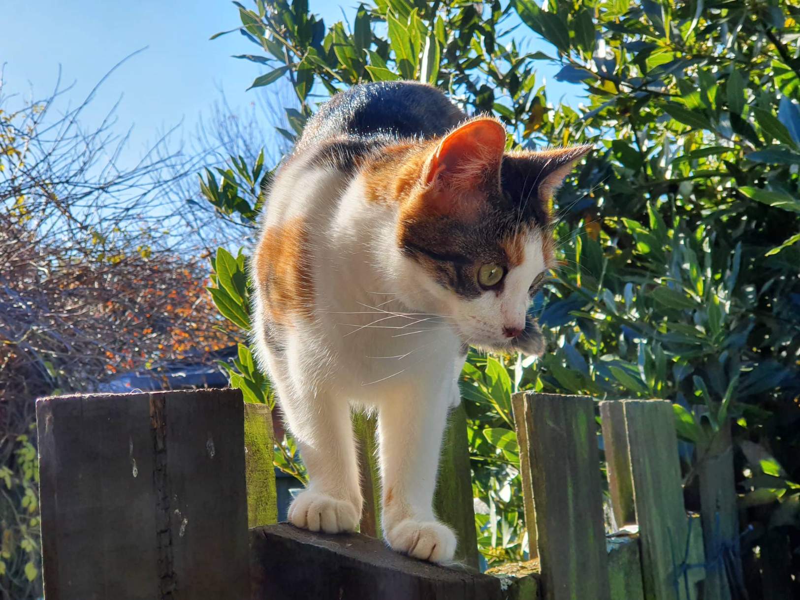 Solve Freya jigsaw puzzle online with 130 pieces