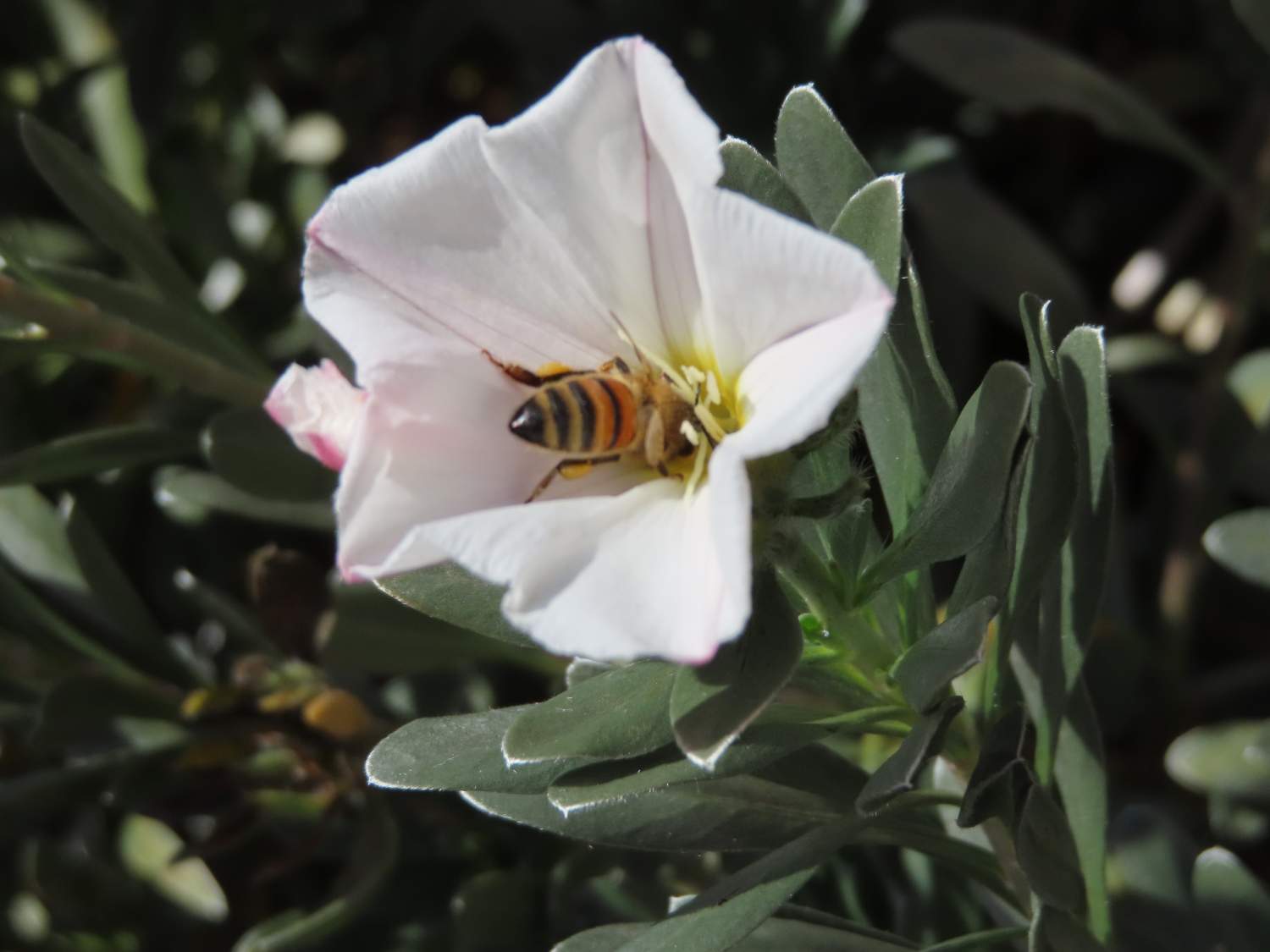 Solve Enjoying the nector jigsaw puzzle online with 48 pieces