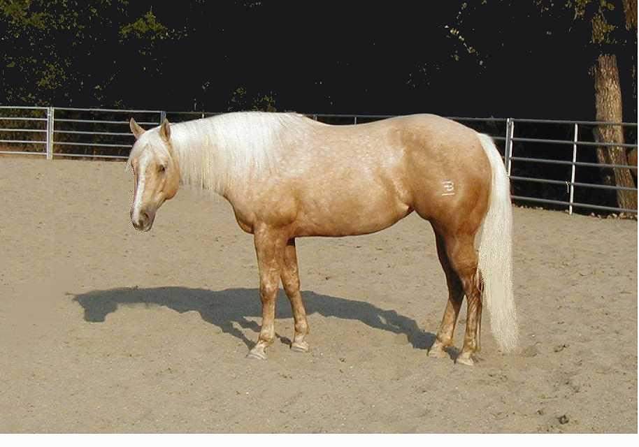 Solve Checkers (the Barbie Doll horse) jigsaw puzzle online with 48 pieces