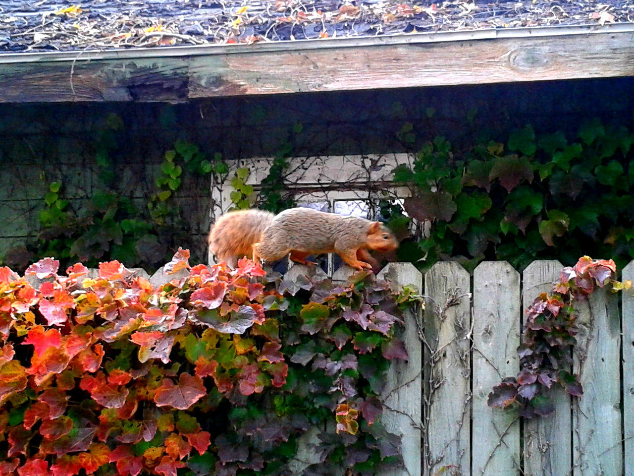 Solve Squirrel hoarding nuts jigsaw puzzle online with 165 pieces