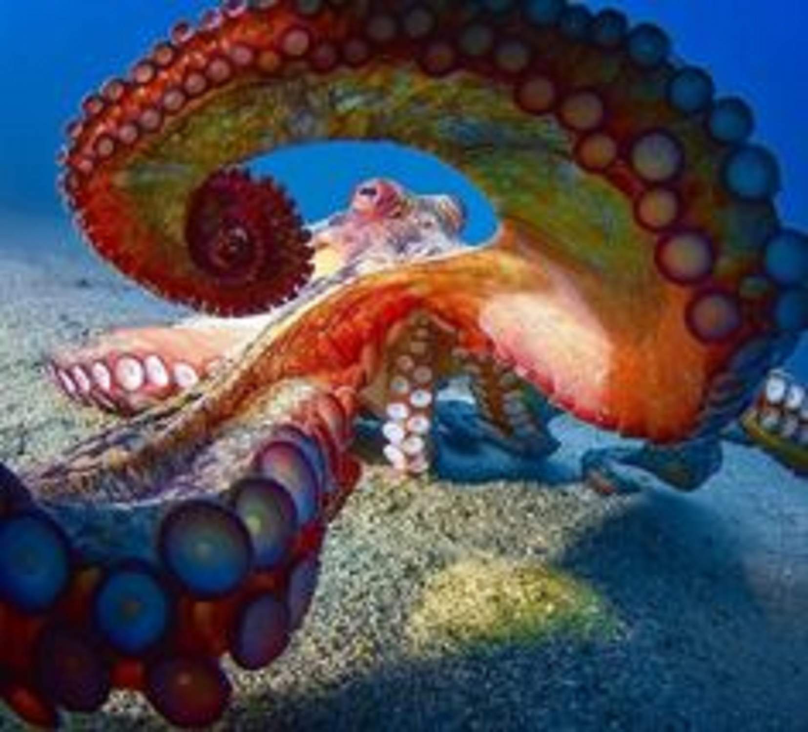 Solve octopus jigsaw puzzle online with 323 pieces
