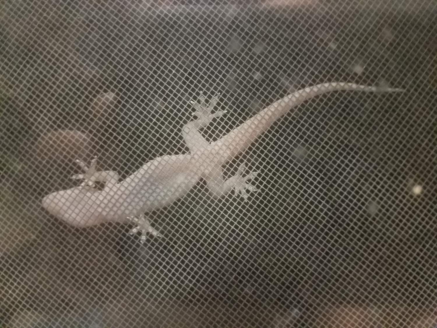 Solve Gecko jigsaw puzzle online with 48 pieces