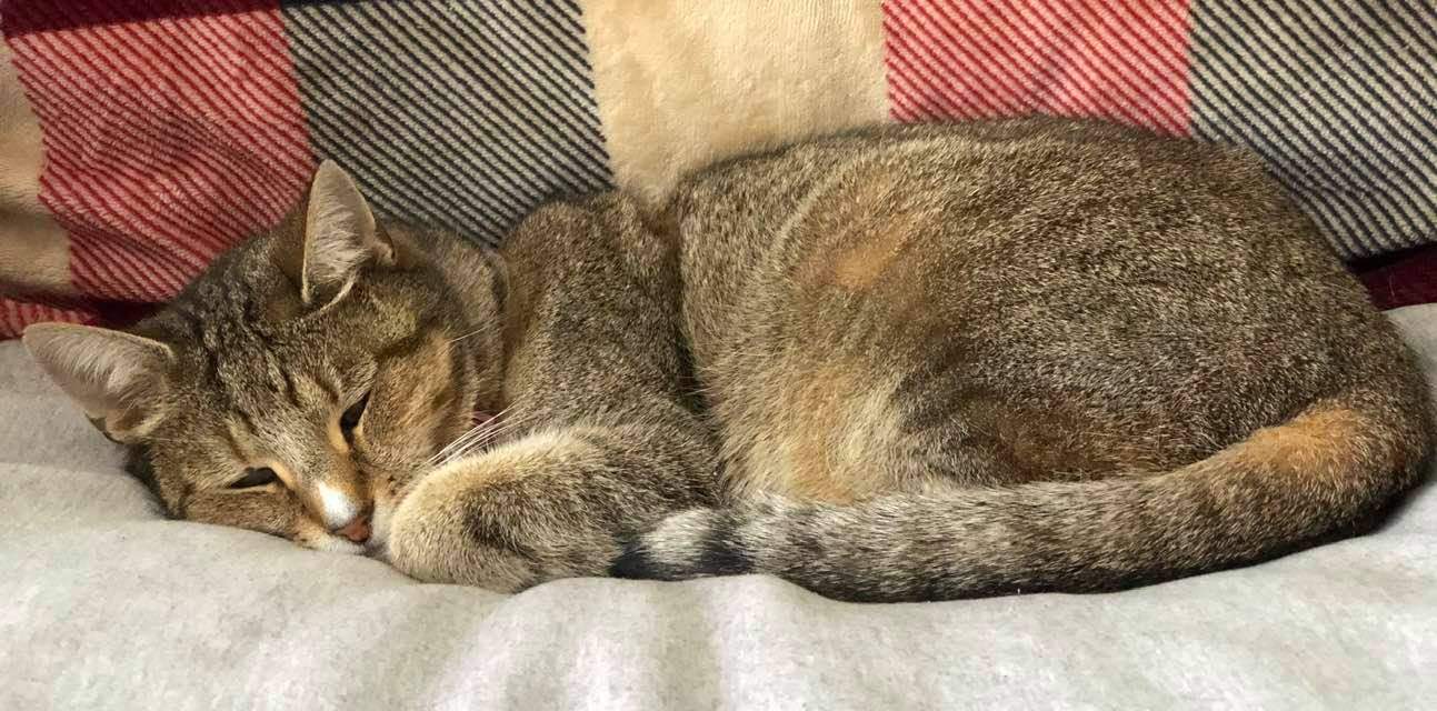 Solve Sleepy Sleepy Sandy jigsaw puzzle online with 72 pieces