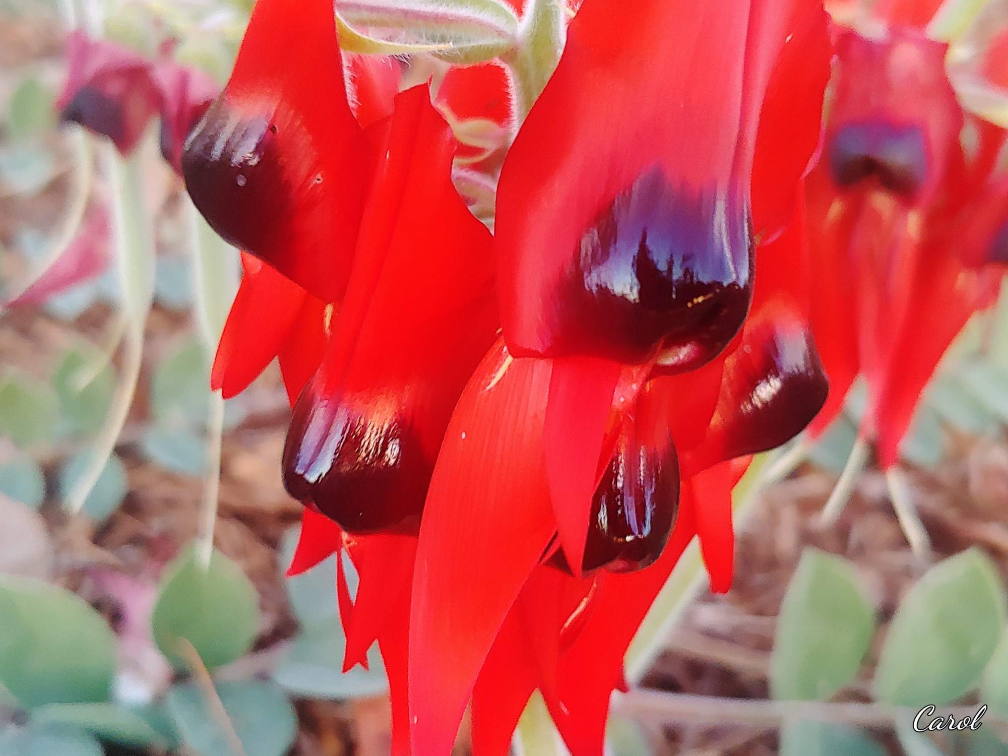 Solve Sturt Desert Pea jigsaw puzzle online with 336 pieces