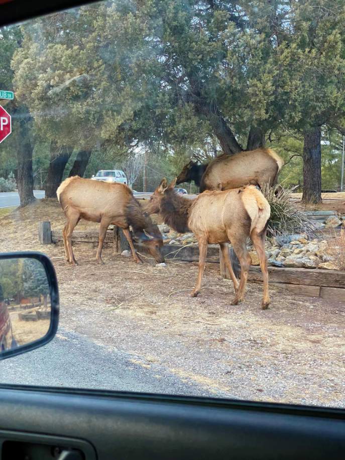 Solve Confusing Perspective #34 - (How many elk?) jigsaw puzzle online with 12 pieces