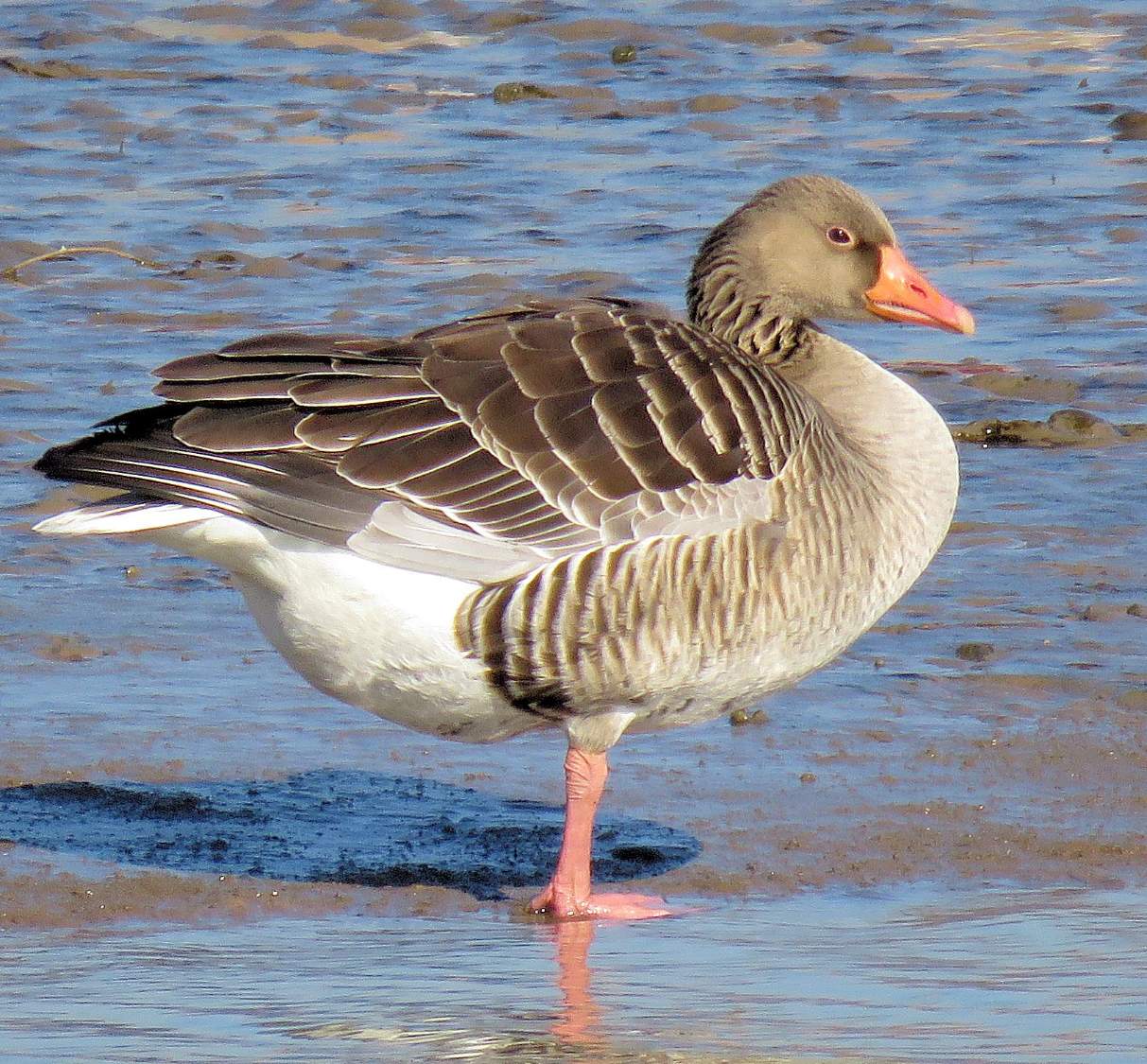 Solve grumpy looking greylag goose (grauwe gans) jigsaw puzzle online ...