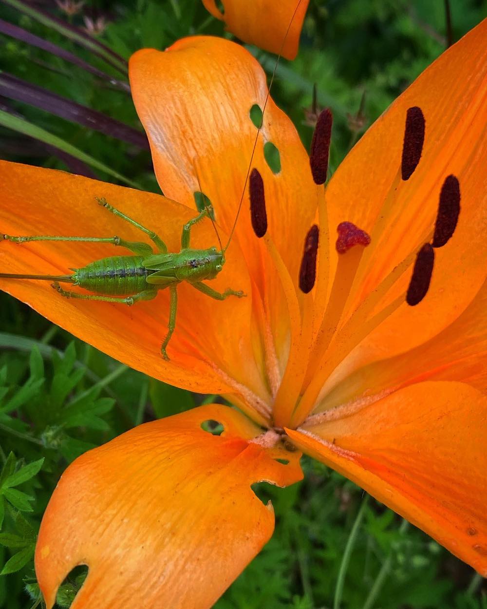 Solve Jiri's Grasshopper jigsaw puzzle online with 80 pieces