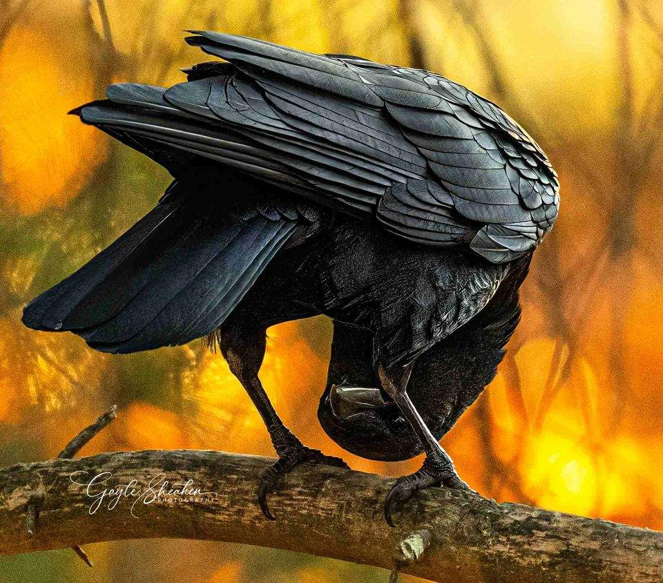 Solve Looking upside down Crow · jigsaw puzzle online with 110 pieces