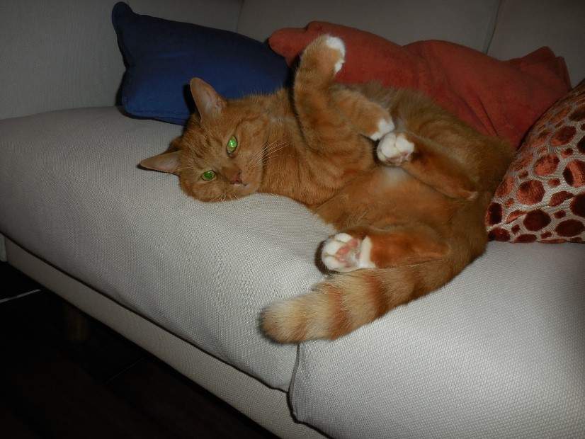 Solve Rufus the cat jigsaw puzzle online with 130 pieces