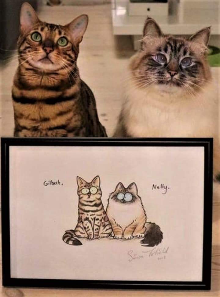 Solve portret van de katten jigsaw puzzle online with 208 pieces