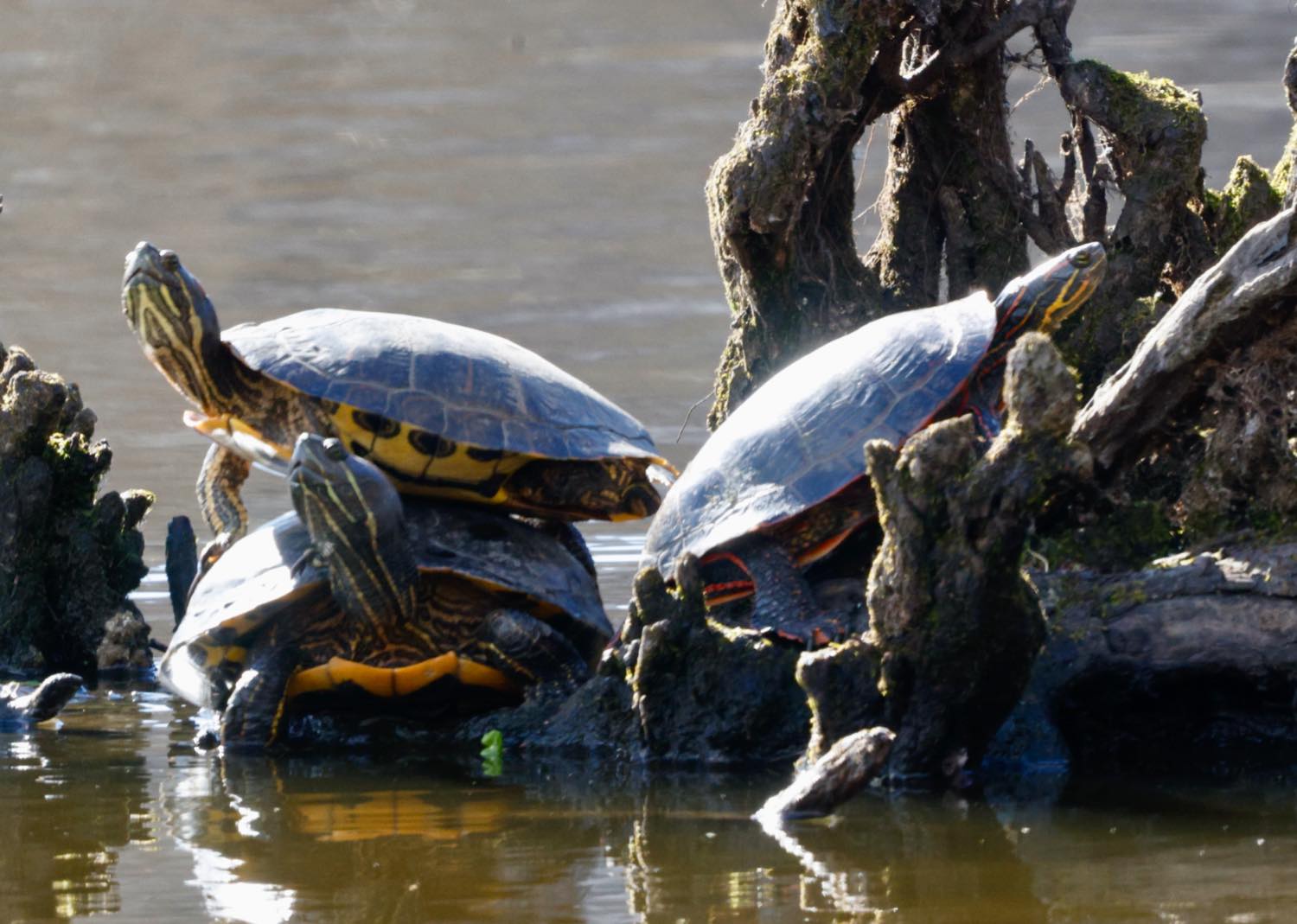 Solve Three turtles on a log jigsaw puzzle online with 88 pieces