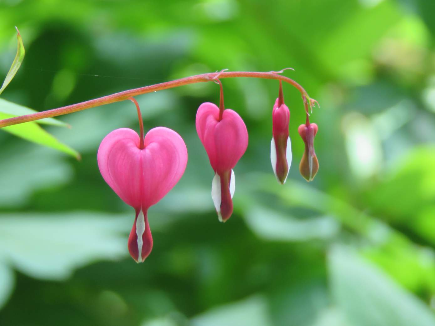 Solve Bleeding Heart jigsaw puzzle online with 35 pieces