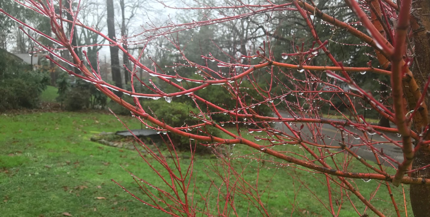 Solve Freezing Rain On Limbs Jigsaw Puzzle Online With 28 Pieces solve-freezing-rain-on-limbs-jigsaw-puzzle-online-with-28-pieces