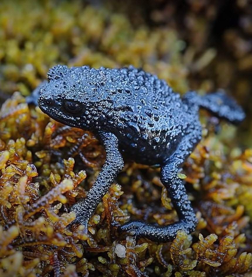 Jigsaw Puzzle | Frog found on Mount Roraima in Vennesula | 90 pieces ...