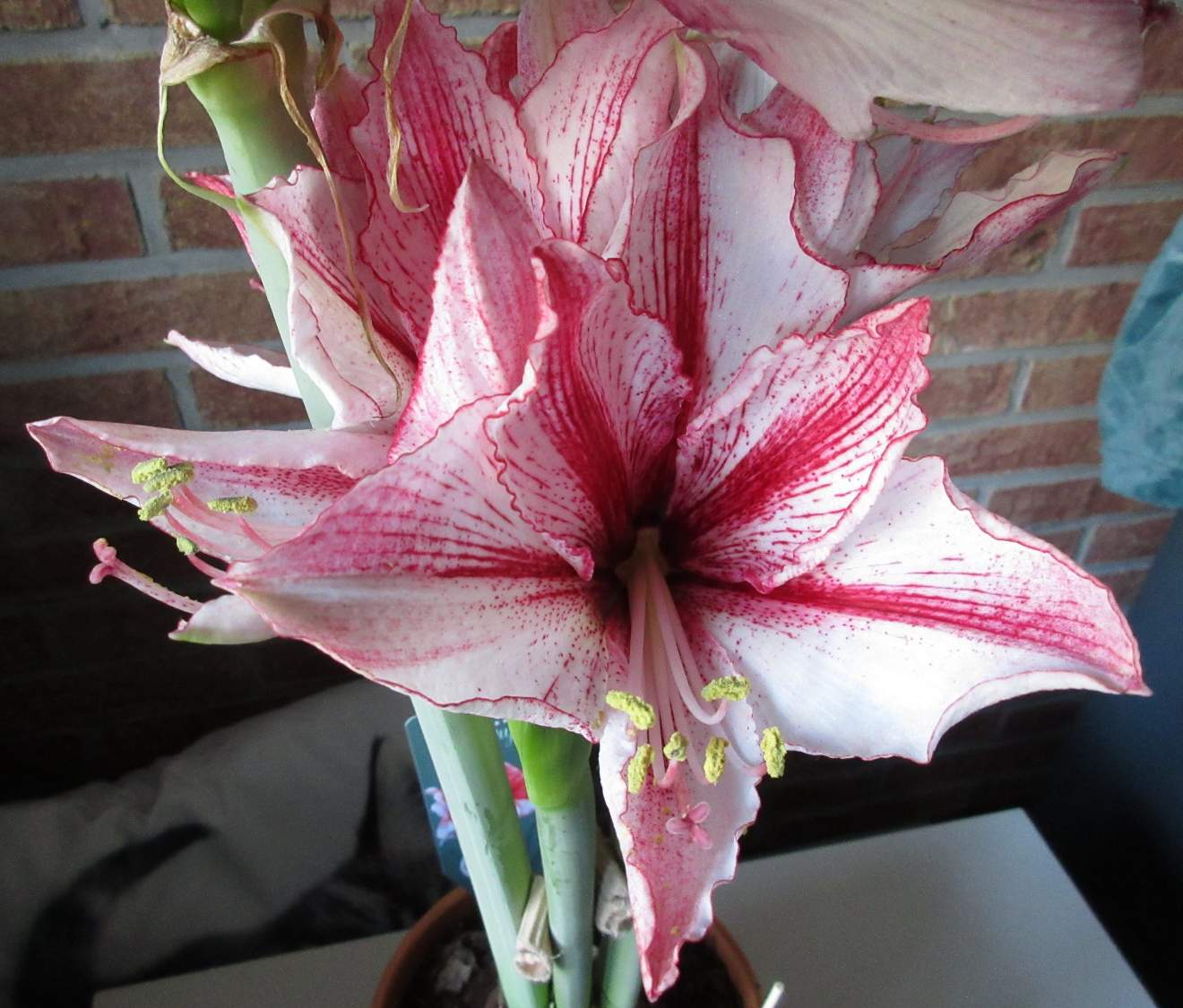Solve Amaryllis "Stardust" Flower close(r) up jigsaw puzzle online with ...