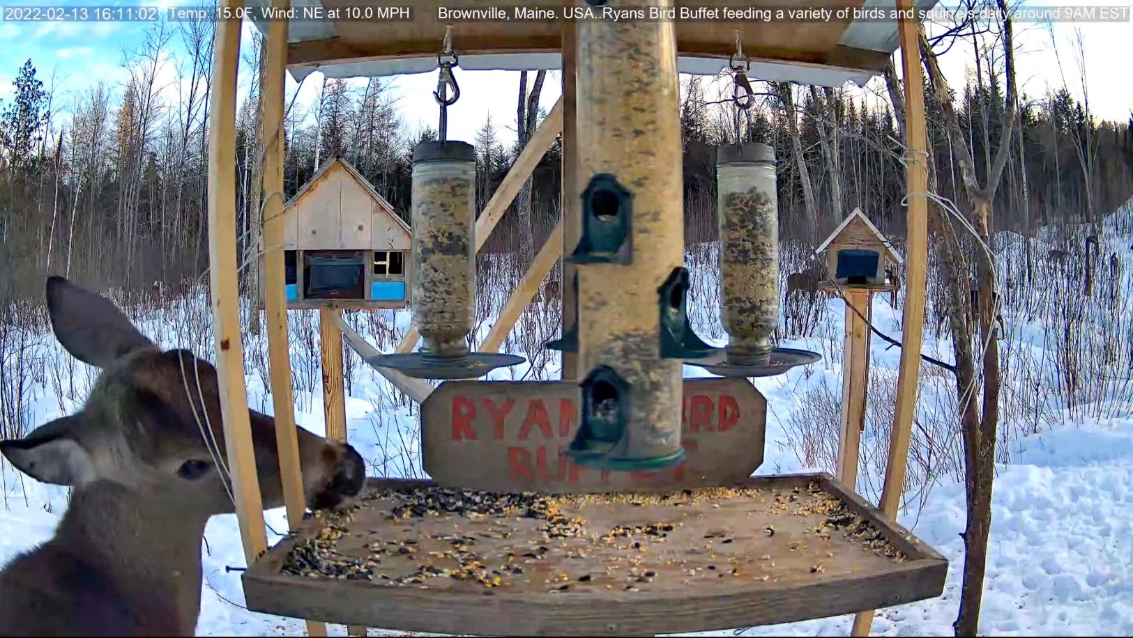 Solve Deer at Ryan's bird buffet jigsaw puzzle online with 91 pieces