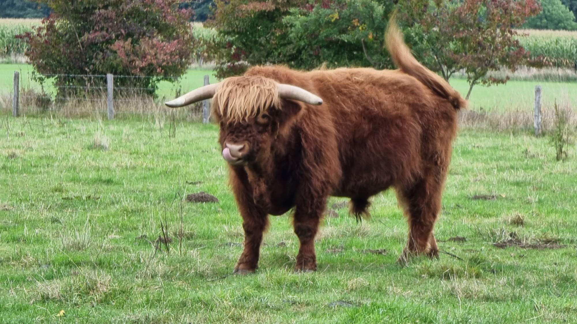 Solve Bos taurus taurus jigsaw puzzle online with 576 pieces