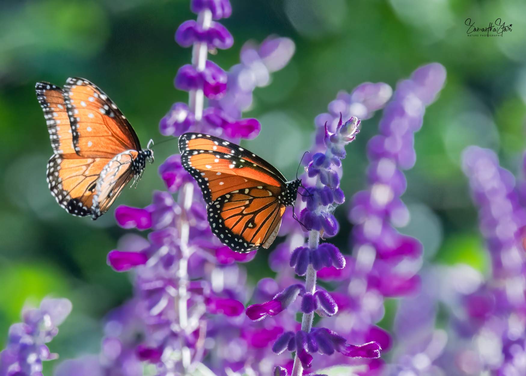 Solve Queen Butterflies in Arizona by Samantha Starr jigsaw puzzle ...