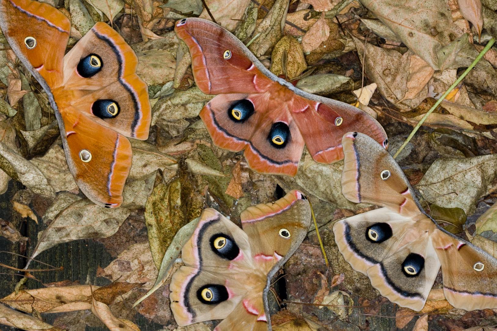 Solve Polyphemus Moths jigsaw puzzle online with 117 pieces