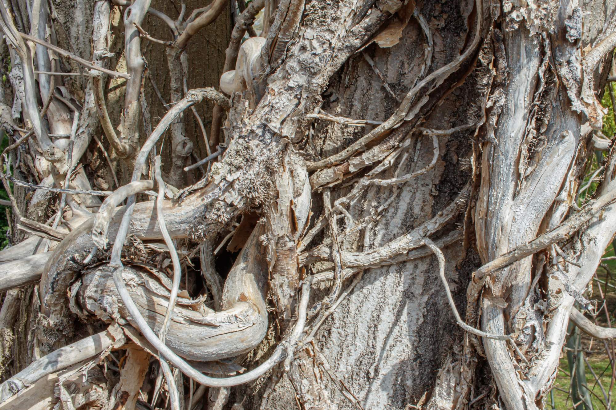 Solve Tree Trunk jigsaw puzzle online with 345 pieces