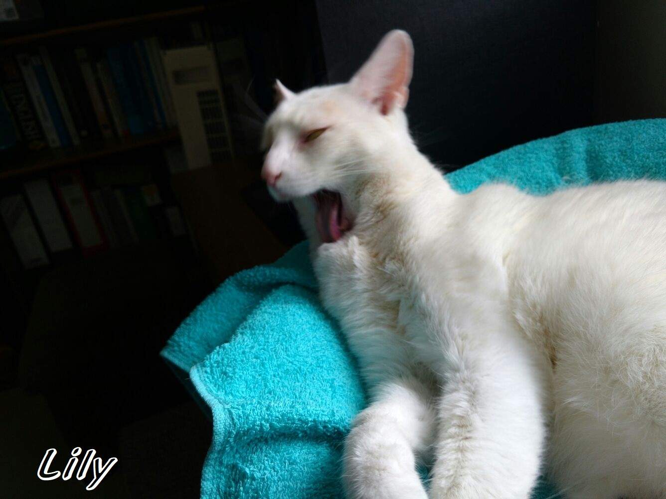 Solve Lily 0091 - What to do waking up (storyboard) - Part 2 of 4 ...