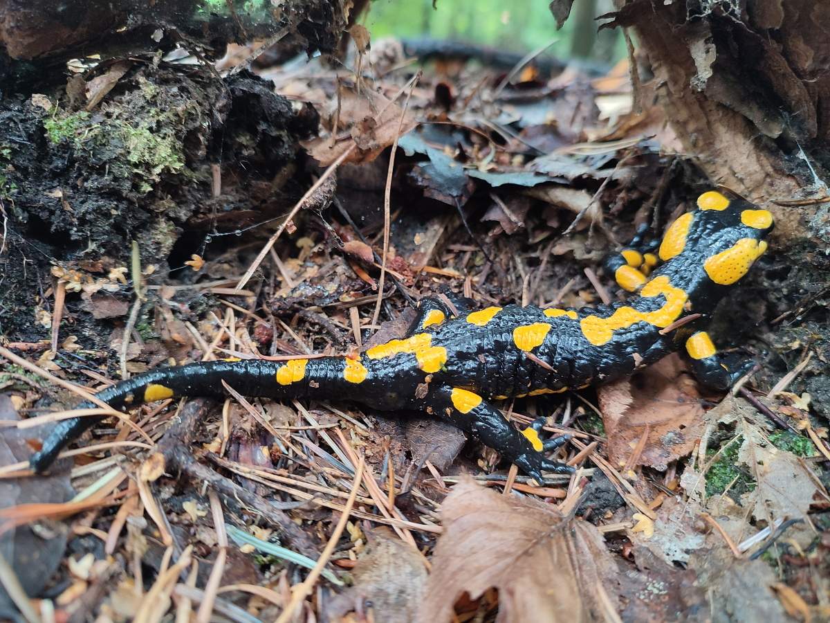 Solve salamander jigsaw puzzle online with 130 pieces