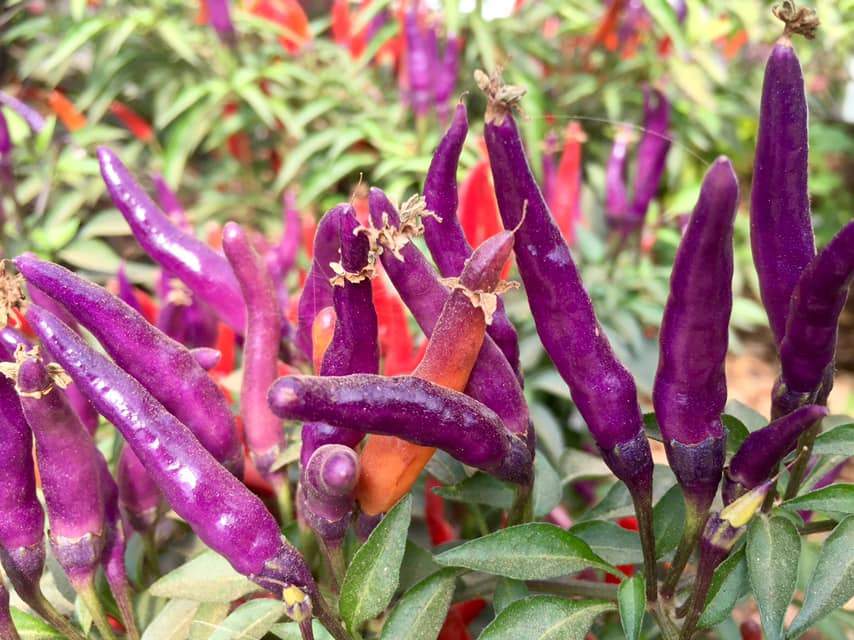 Solve Purple chilli peppers jigsaw puzzle online with 70 pieces