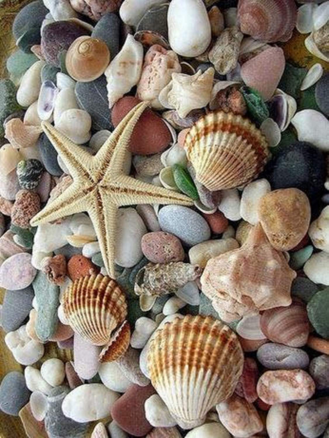 Solve shells jigsaw puzzle online with 266 pieces