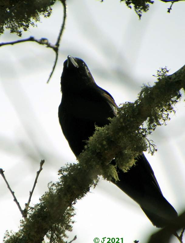 Solve Crow jigsaw puzzle online with 35 pieces