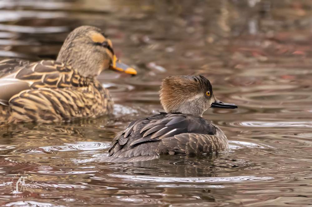 Solve DSC00125-Edit jigsaw puzzle online with 12 pieces