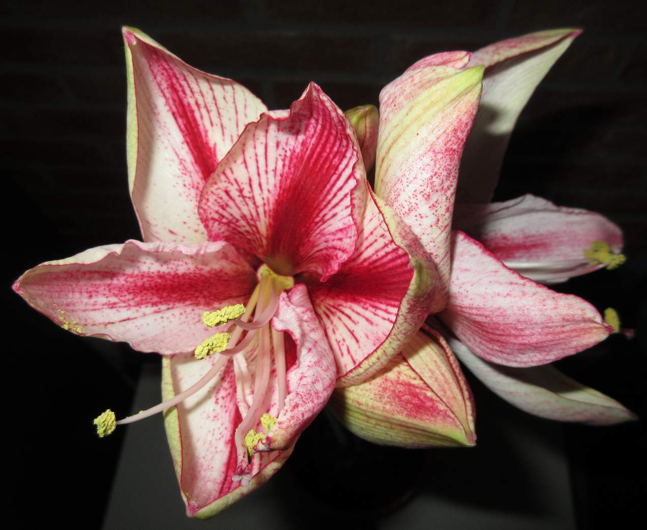 Solve New Amaryllis ("Stardust") ...update (with flashlight) jigsaw ...
