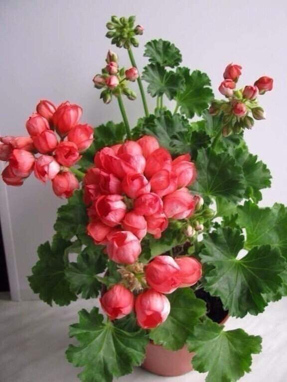 Solve Tulipanovy muskat - Tulip's Geranium. jigsaw puzzle online with ...