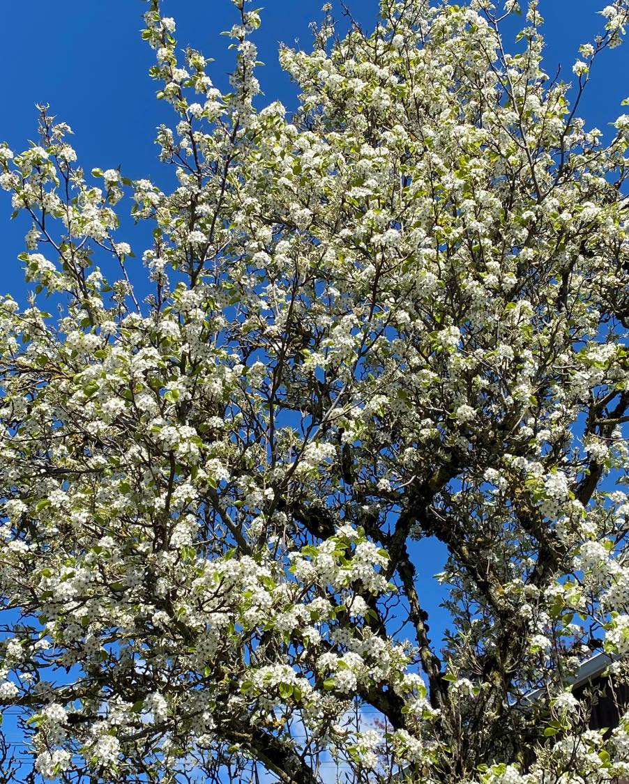 Jigsaw Puzzle | A Spring Update #7 | 63 pieces | Jigidi