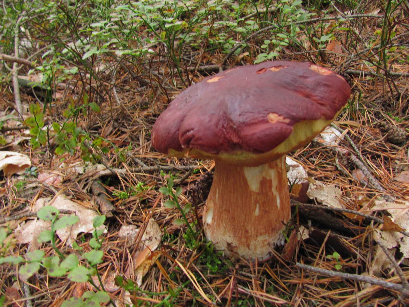 Solve Hřib borový¨Boletus pinophilus¨. jigsaw puzzle online with 130 pieces
